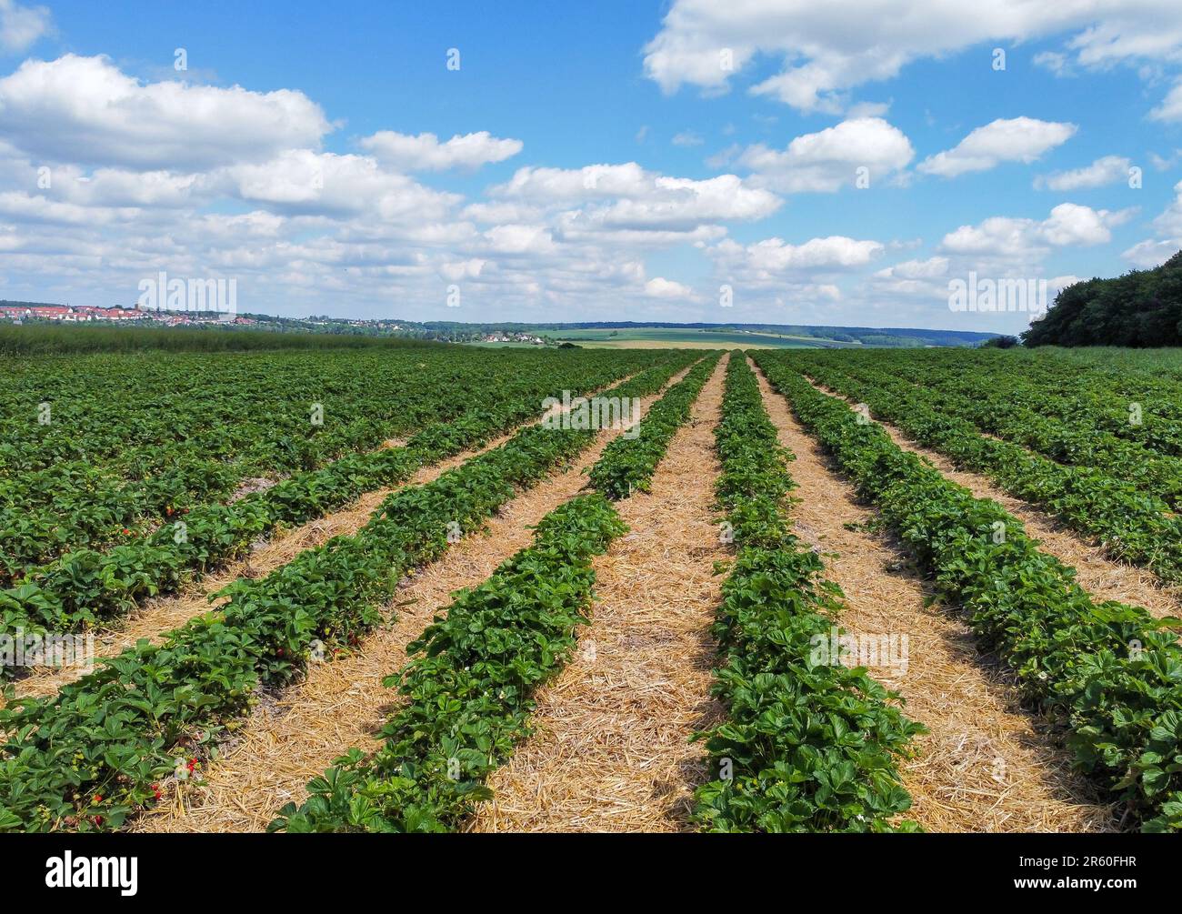 Strawberry field with plants before harvest 02 Stock Photo - Alamy