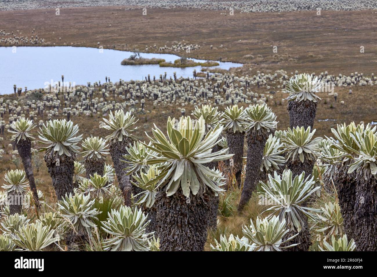 High altitude Paramo landscape with Frailejones plants Stock Photo - Alamy