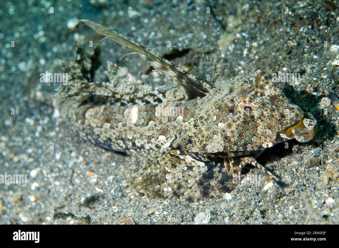Fingered Dragonet, Dactylopus dactylopus, on sand, Police Pier dive ...