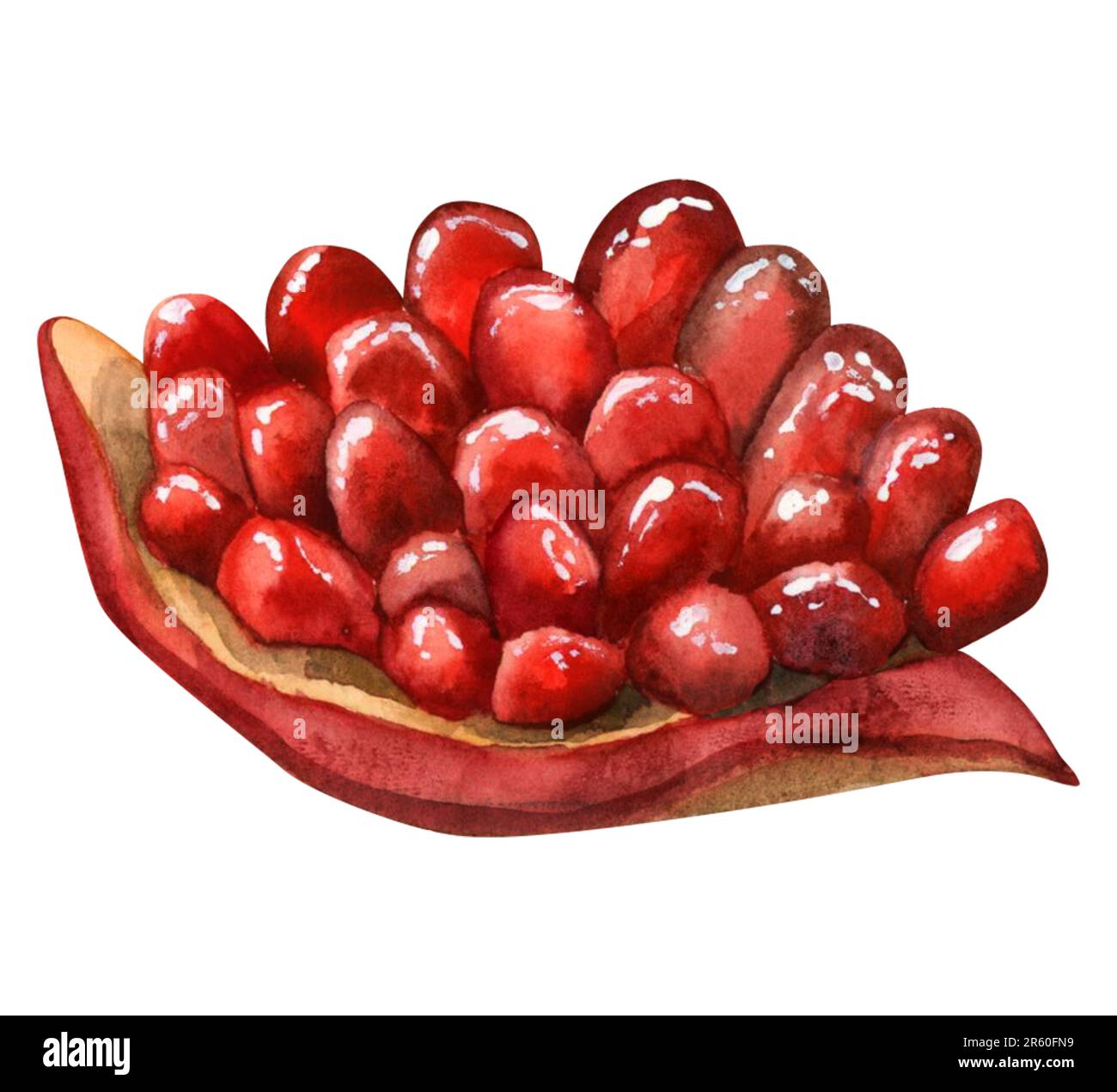 Juicy pomegranate piece with seeds watercolor illustration. Colorful ...