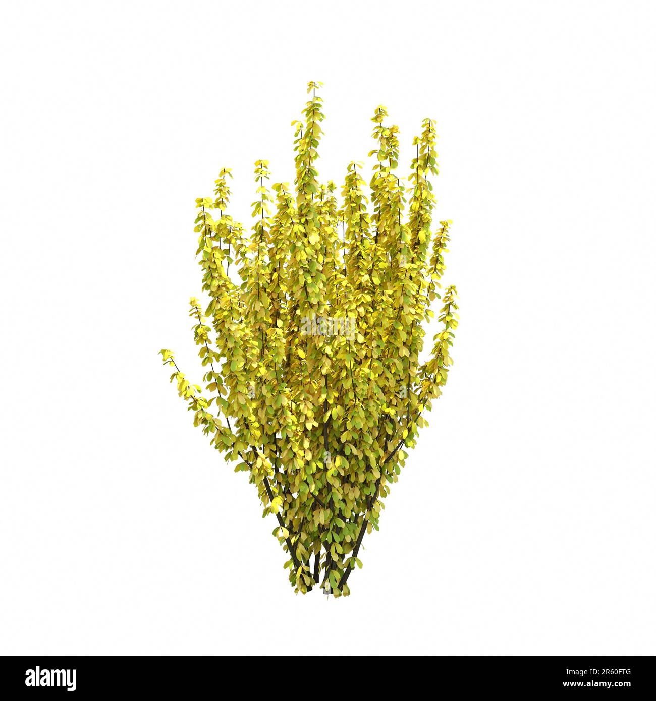 bush isolated on white background, 3D illustration, cg render Stock ...