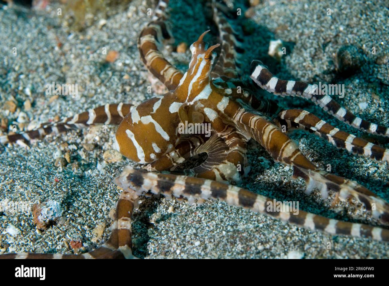 Wunderpus Octopus, Octopus photogenicus, hunting with extended skirt on ...
