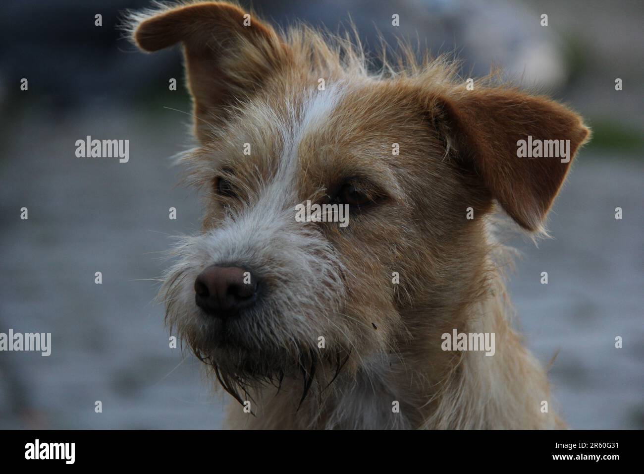 A beagle breed of dog looking off to the left with its muzzle open, its ...