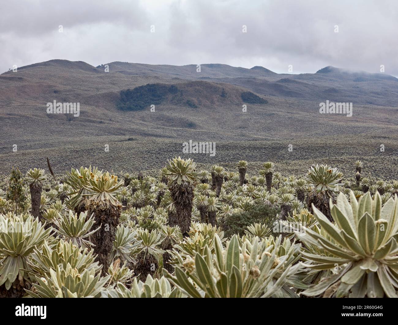 High altitude Paramo landscape with Frailejones plants Stock Photo - Alamy