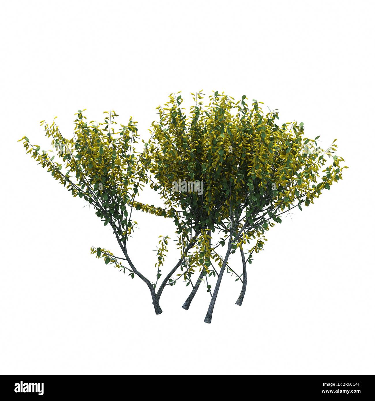 bush isolated on white background, 3D illustration, cg render Stock ...