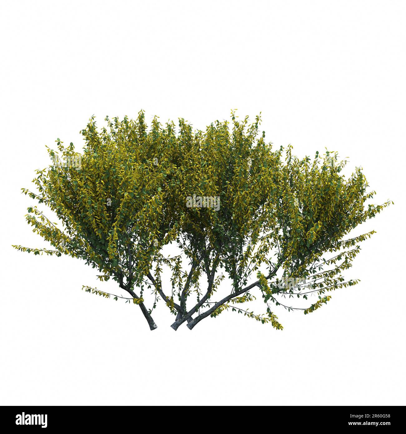 bush isolated on white background, 3D illustration, cg render Stock ...