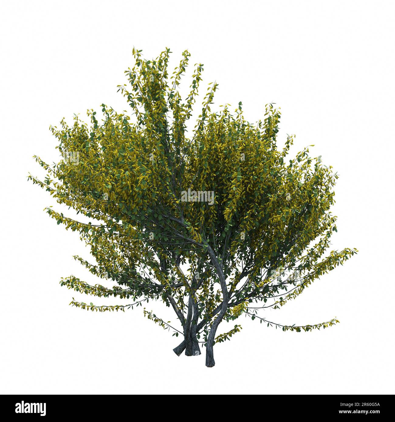 bush isolated on white background, 3D illustration, cg render Stock ...