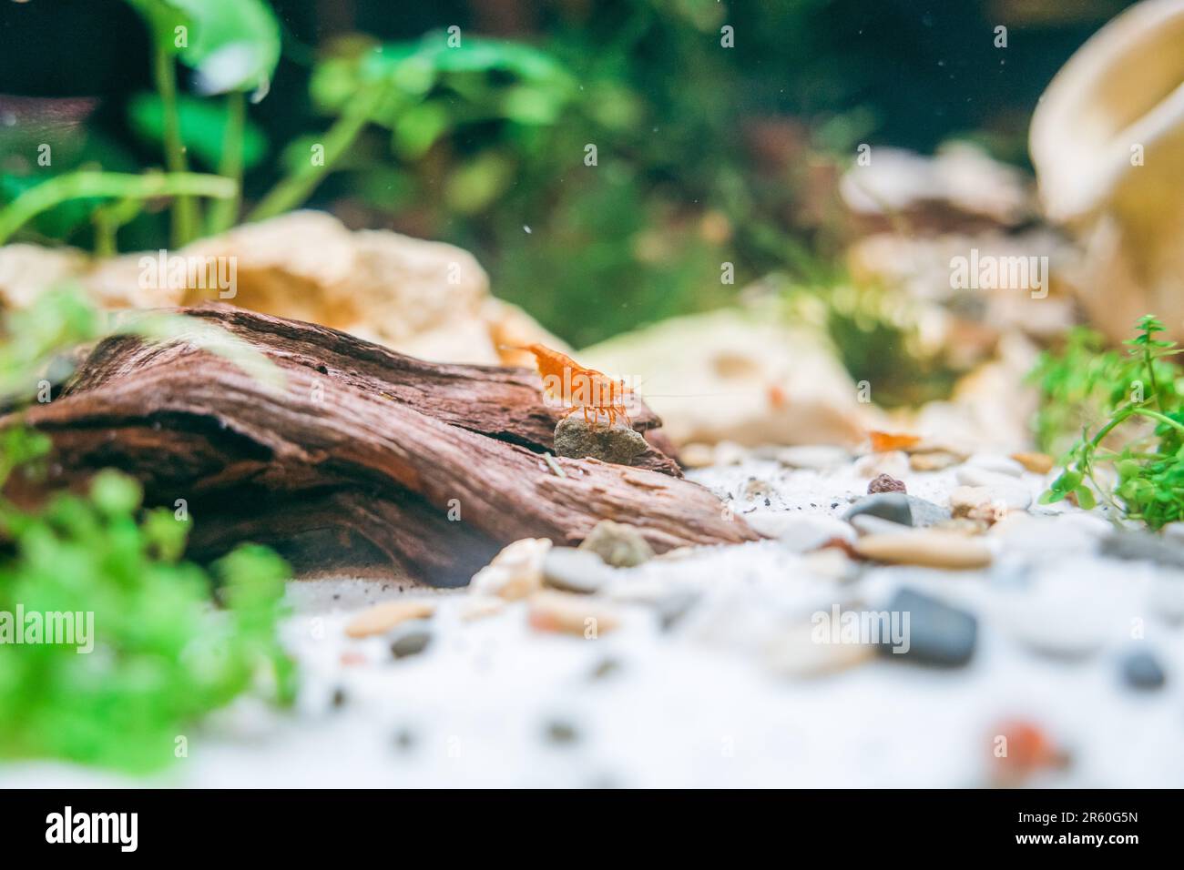 Captivating fish hi-res stock photography and images - Alamy