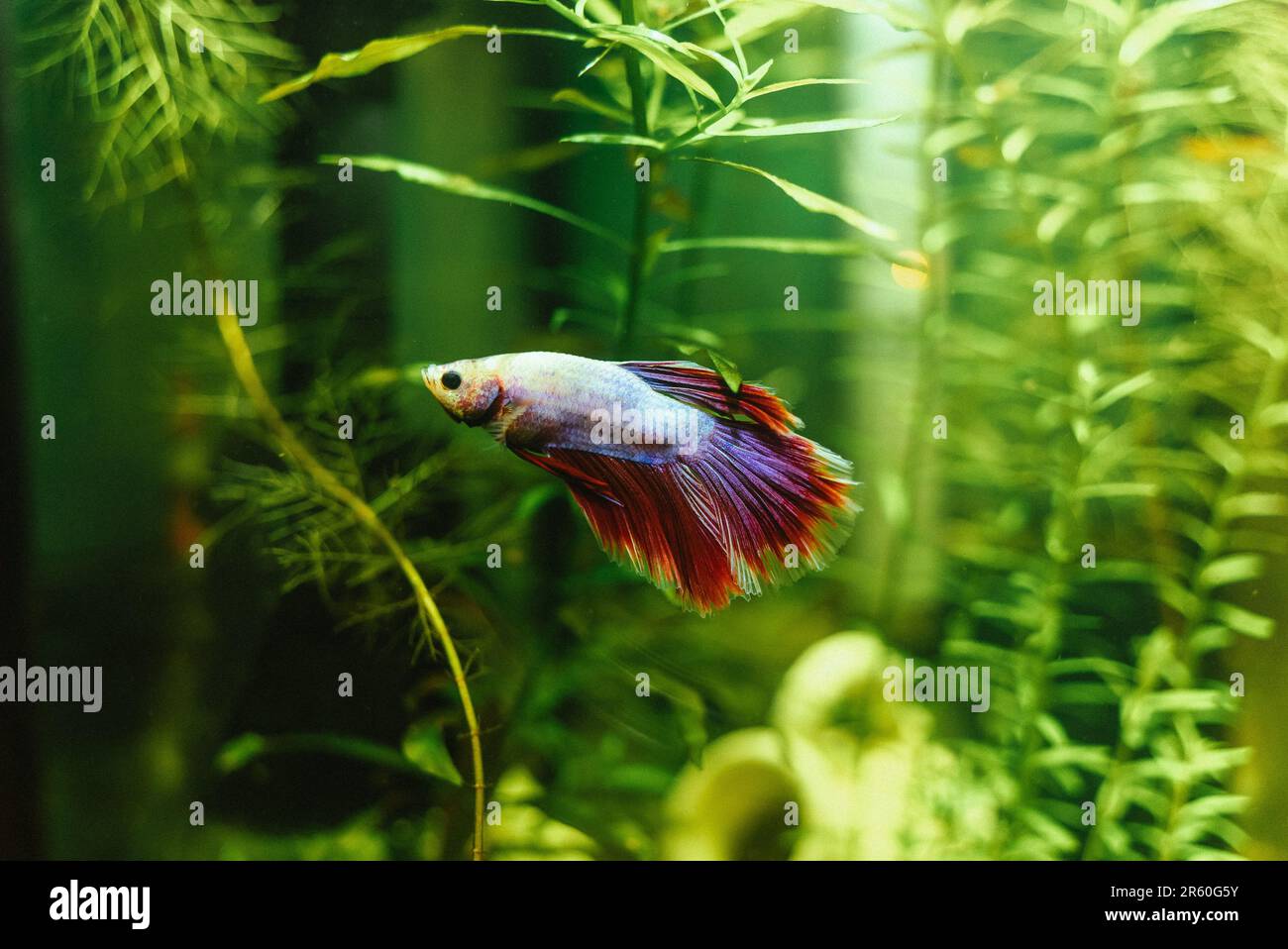 Siam aquarium hi-res stock photography and images - Alamy