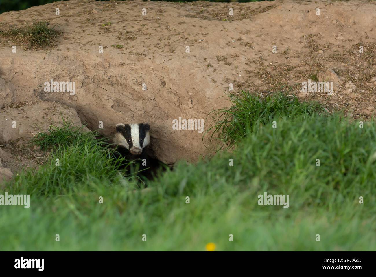Badger emerging from the Sett on a Summer's evening in June. Alert and ...