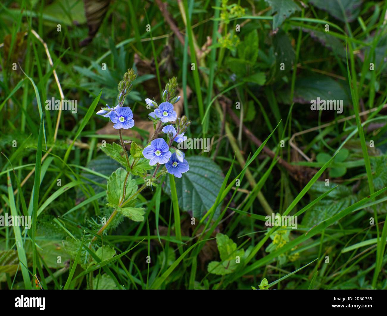 Veronica persica on the green background. Common field-speedwell also ...