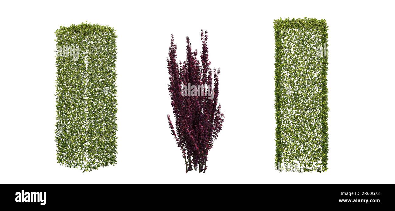 bush isolated on white background, 3D illustration, cg render Stock ...