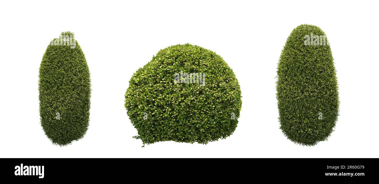bush isolated on white background, 3D illustration, cg render Stock ...