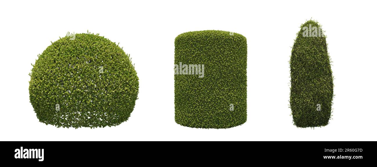 bush isolated on white background, 3D illustration, cg render Stock ...