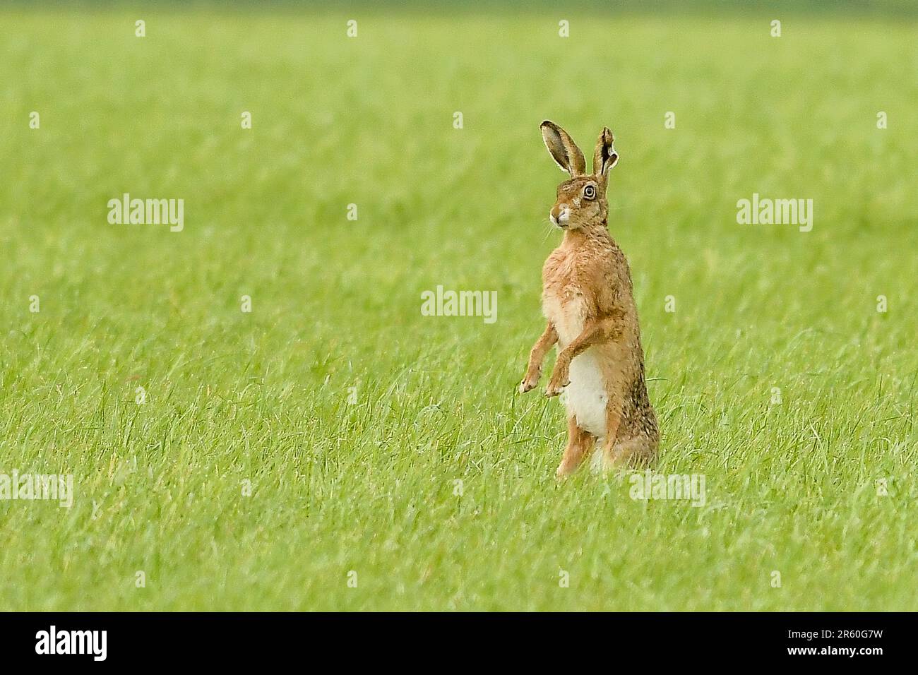 Hare closeup hi-res stock photography and images - Alamy