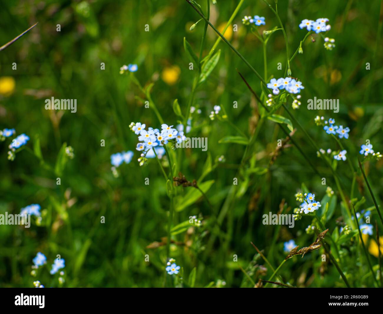 Close up wild Forget-me-not, Myosotis. Background of fresh blue flowers ...
