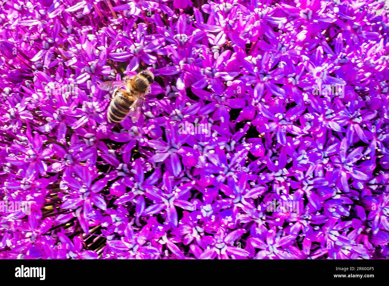 bee takes a bite on a purple flower background allium gigantic ...