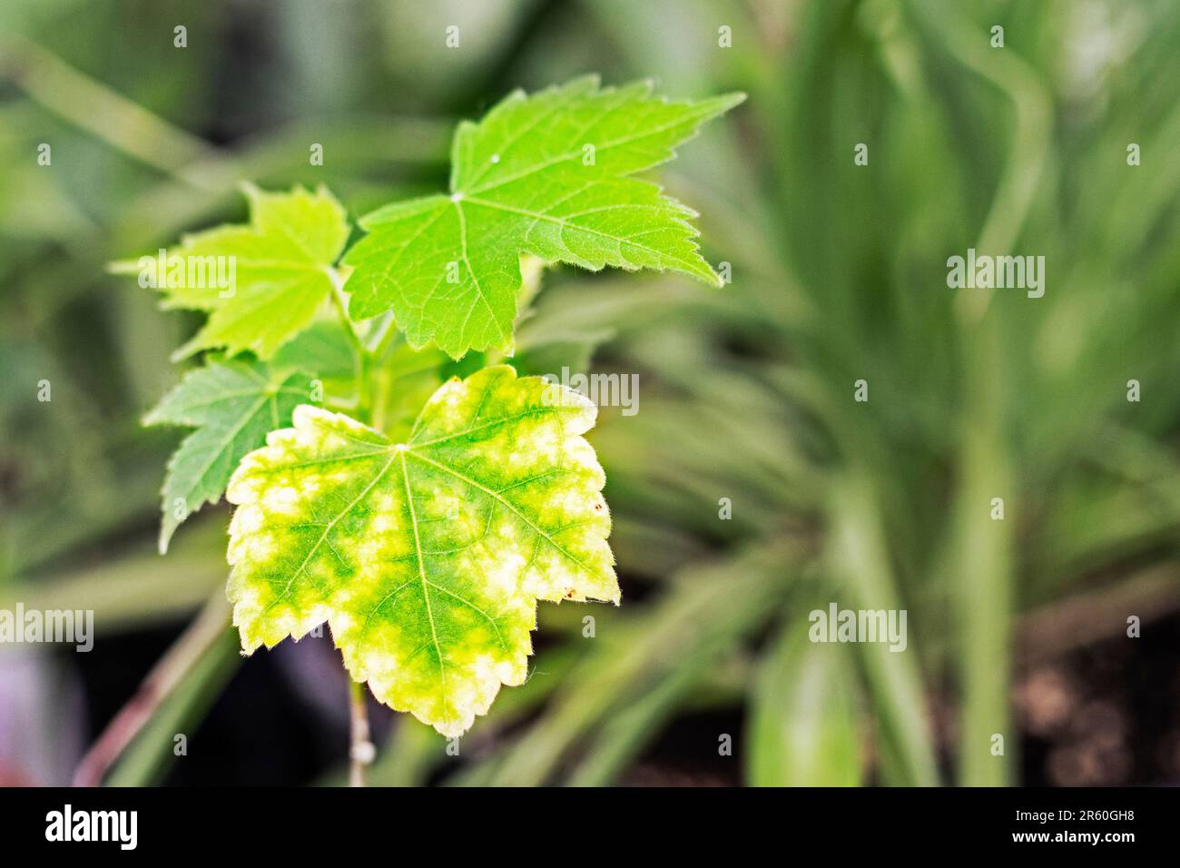 young Canadian home grown maple tree, horizontal Stock Photo - Alamy
