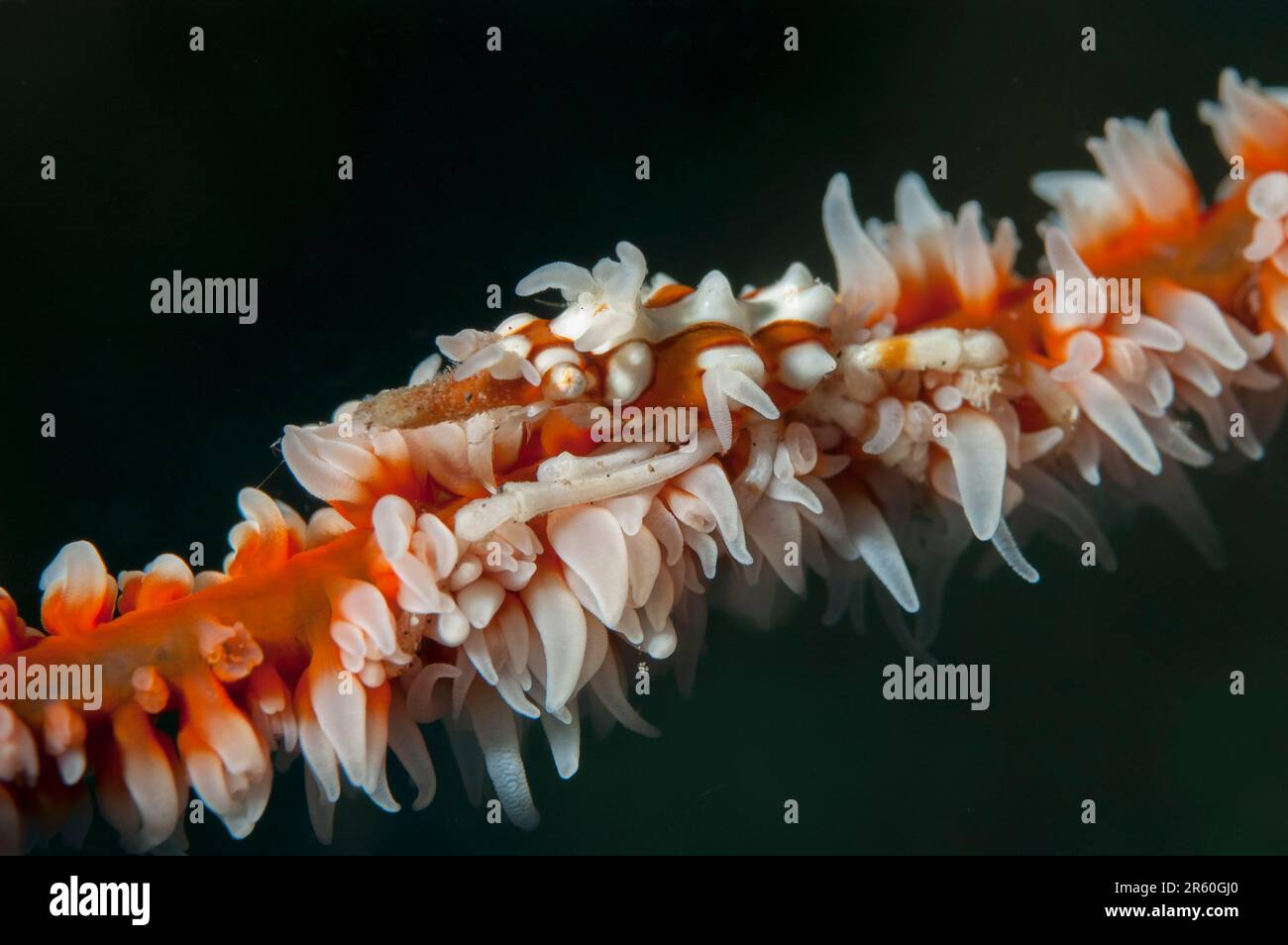 Wire Coral Crab (Xenocarcinus tuberculatus) on Black Wire Coral ...