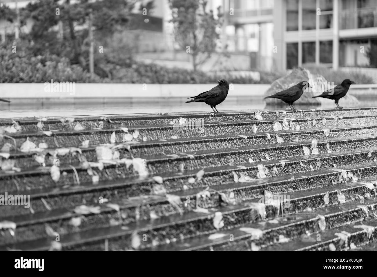 Open assembly Black and White Stock Photos & Images - Alamy