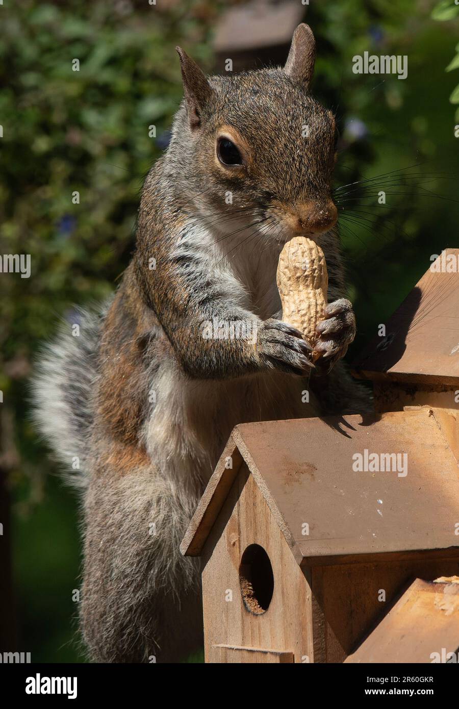 Peanuts for animals hi-res stock photography and images - Alamy
