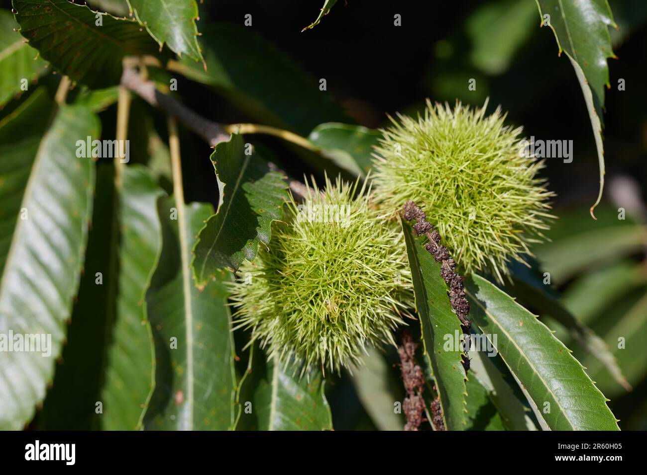 Chestnut growing on a tree Stock Photo - Alamy