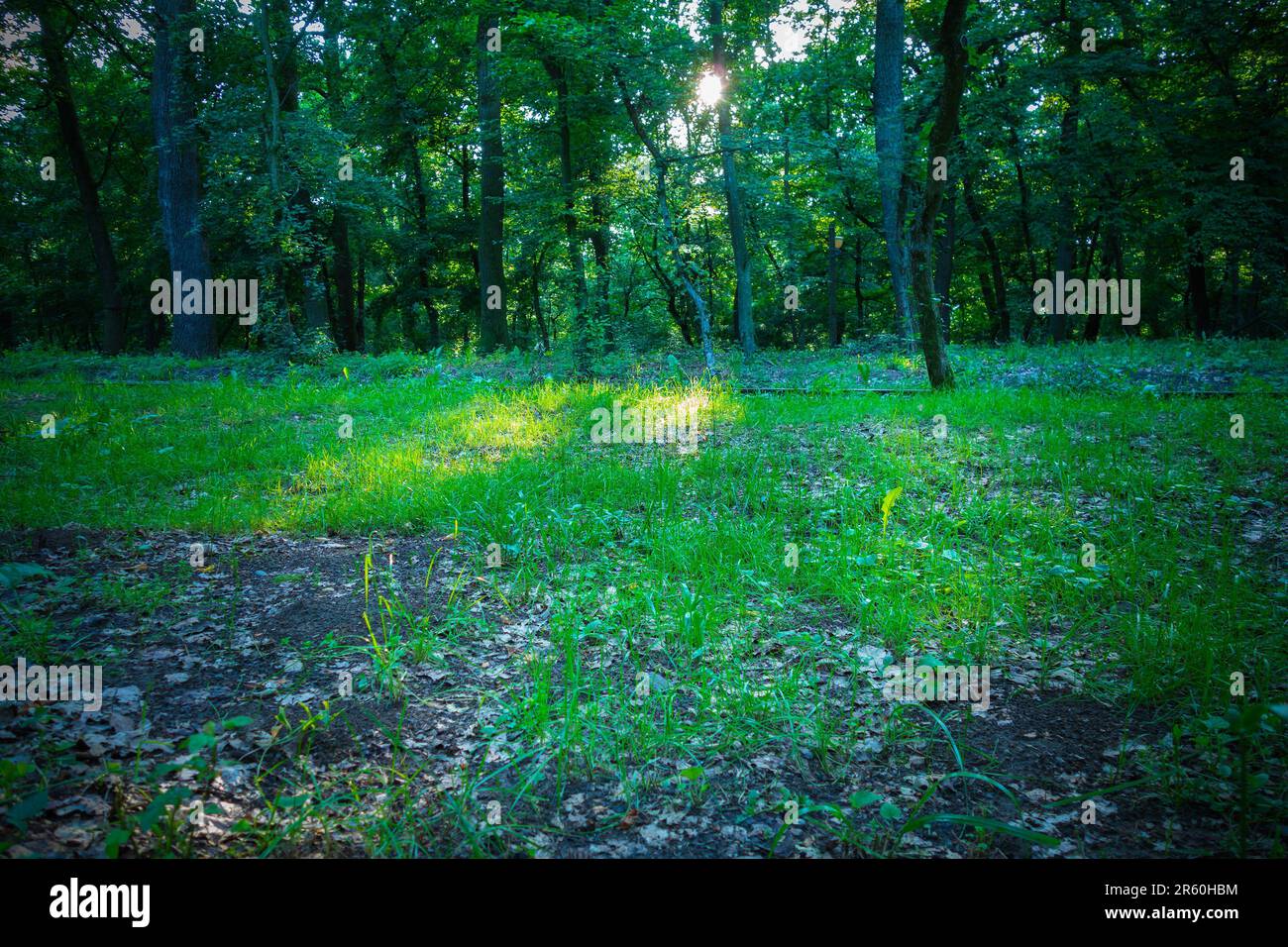 A scenic landscape with a lush meadow surrounded by a dense forest ...