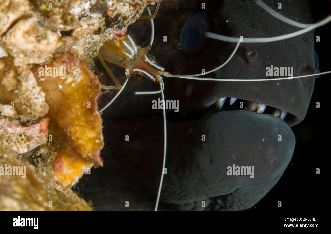 Hump-back Cleaner Shrimp, Lysmata amboinensis, with Moray Eel ...