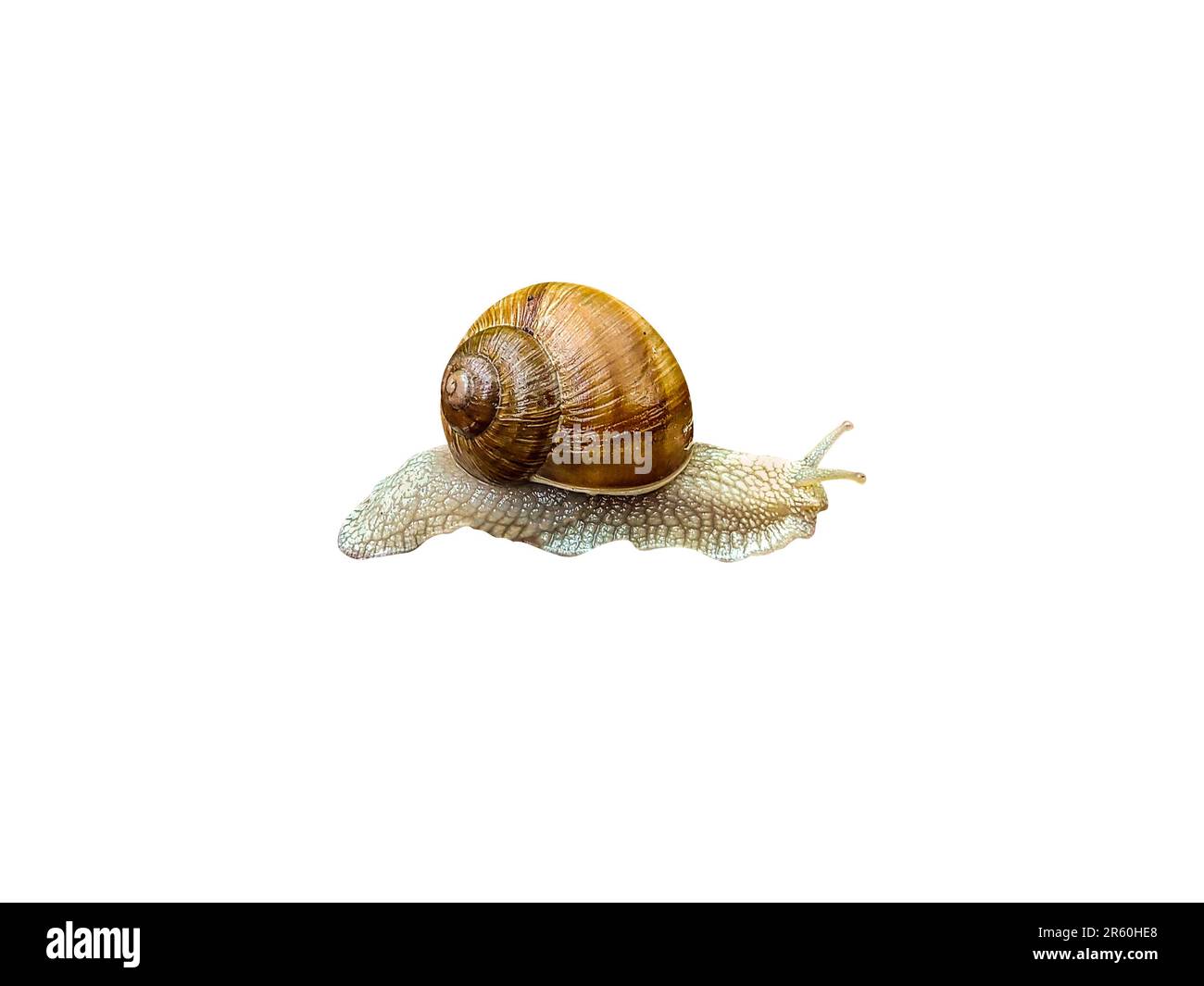 Hazards in the garden hi-res stock photography and images - Alamy