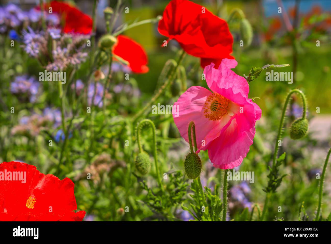 FLORA : VARIOUS POPPIES Stock Photo - Alamy
