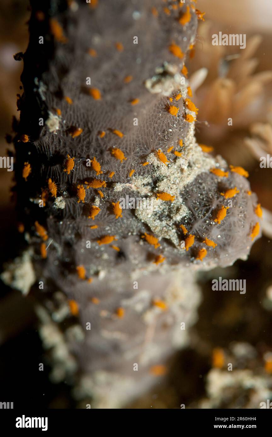 Sponge Isopods, Santia sp, on Sponge, Porifera Phylum, Aer Perang dive ...
