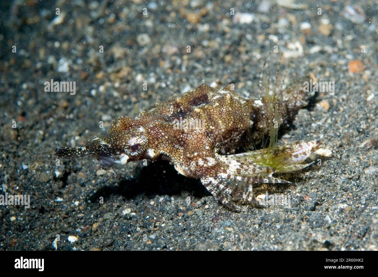 Seamoth, Eurypegasus draconis, on sand, Aer Perang dive site, Lembeh ...