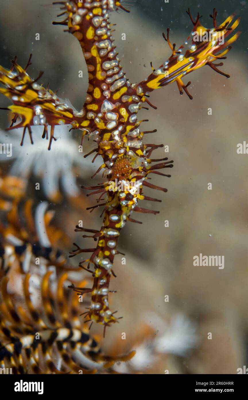 Ornate Ghost Pipefish, Solenostomus paradoxus, camouflaged by host ...