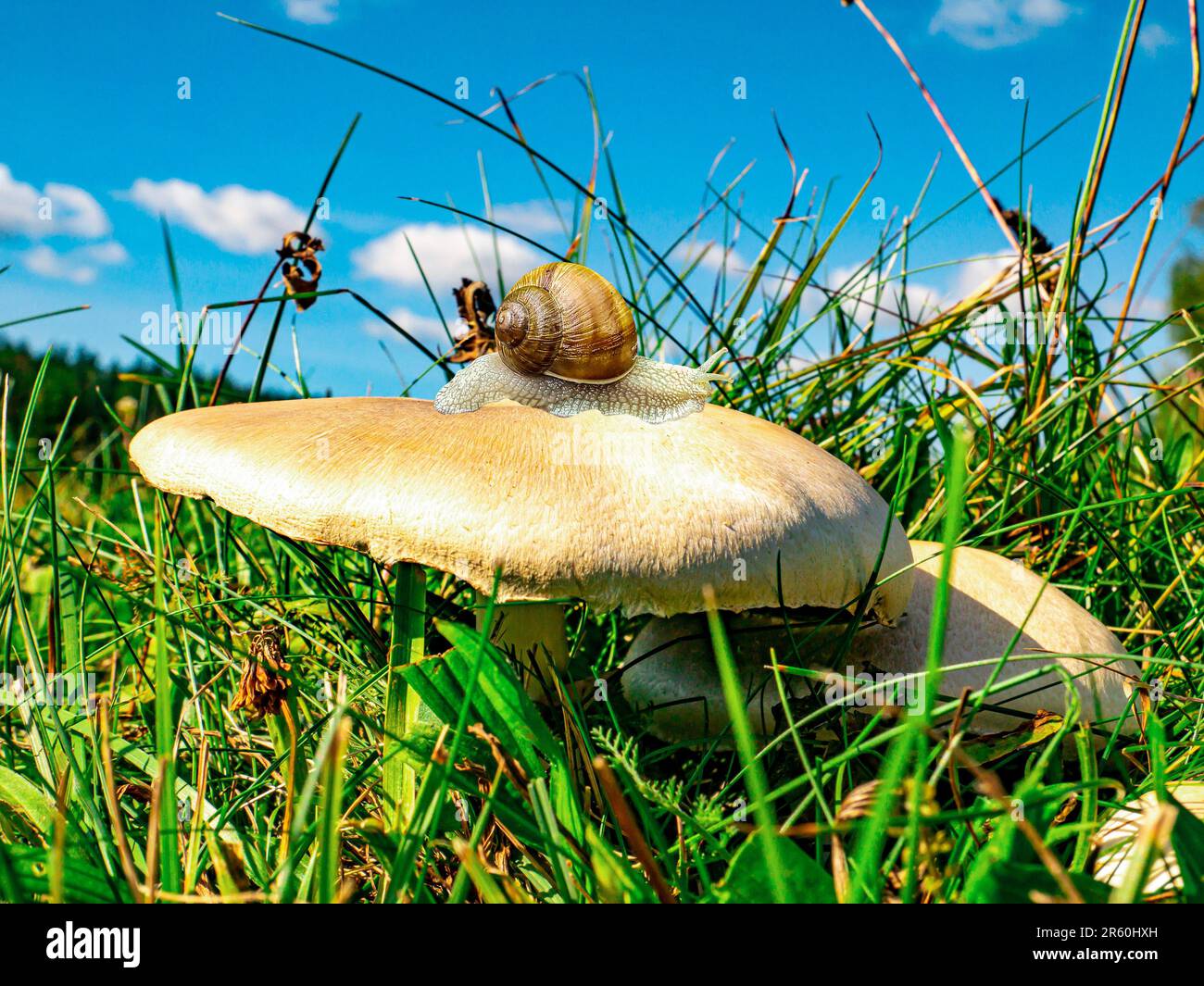 Champignon danger hi-res stock photography and images - Alamy