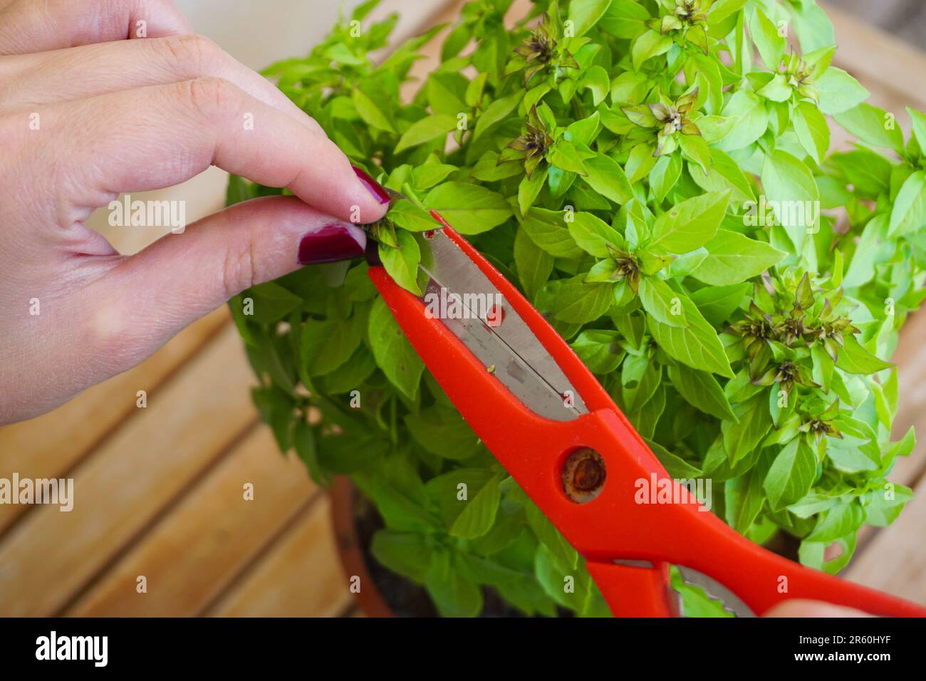 Woman trimming basil seeds at balkony close up view Stock Photo - Alamy