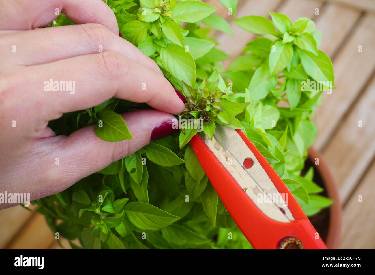 Woman trimming basil seeds at balkony close up view Stock Photo - Alamy