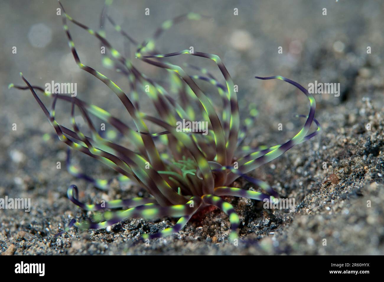 Tube Anemone, Cerianthus sp, tentacles on sand, Hei Nus dive site ...