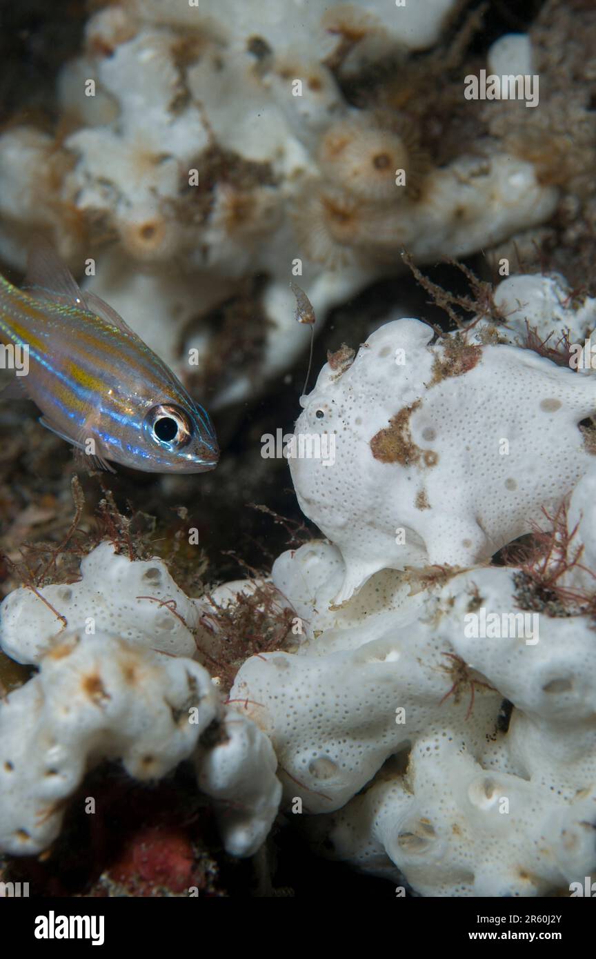 Painted Frogfish, Antennarius pictus, camouflaged on Sponge, Porifera ...