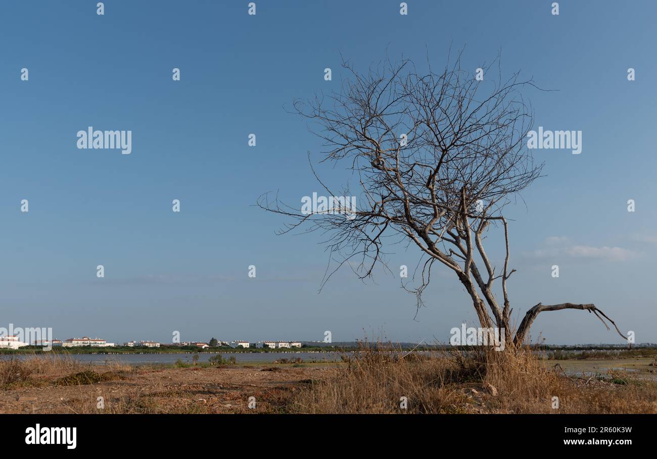 Lonely leafless dry tree at the edge of a drought bond at summer. Blue ...