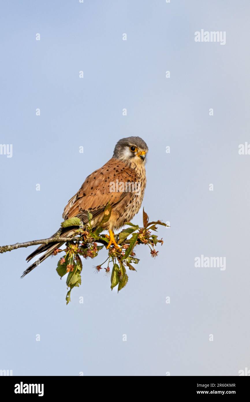 kestrel sitting on a perch Stock Photo - Alamy