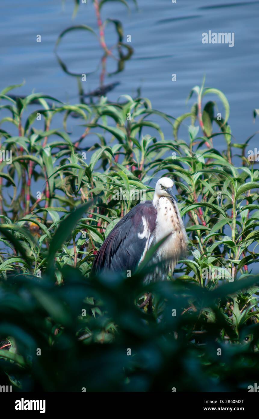 White-necked Heron, Ardea pacifica, Pacific heron, Hasties Swamp ...