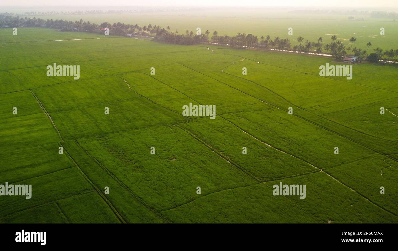 An aerial view of a green paddy field in Upper Kuttanad, India Stock ...
