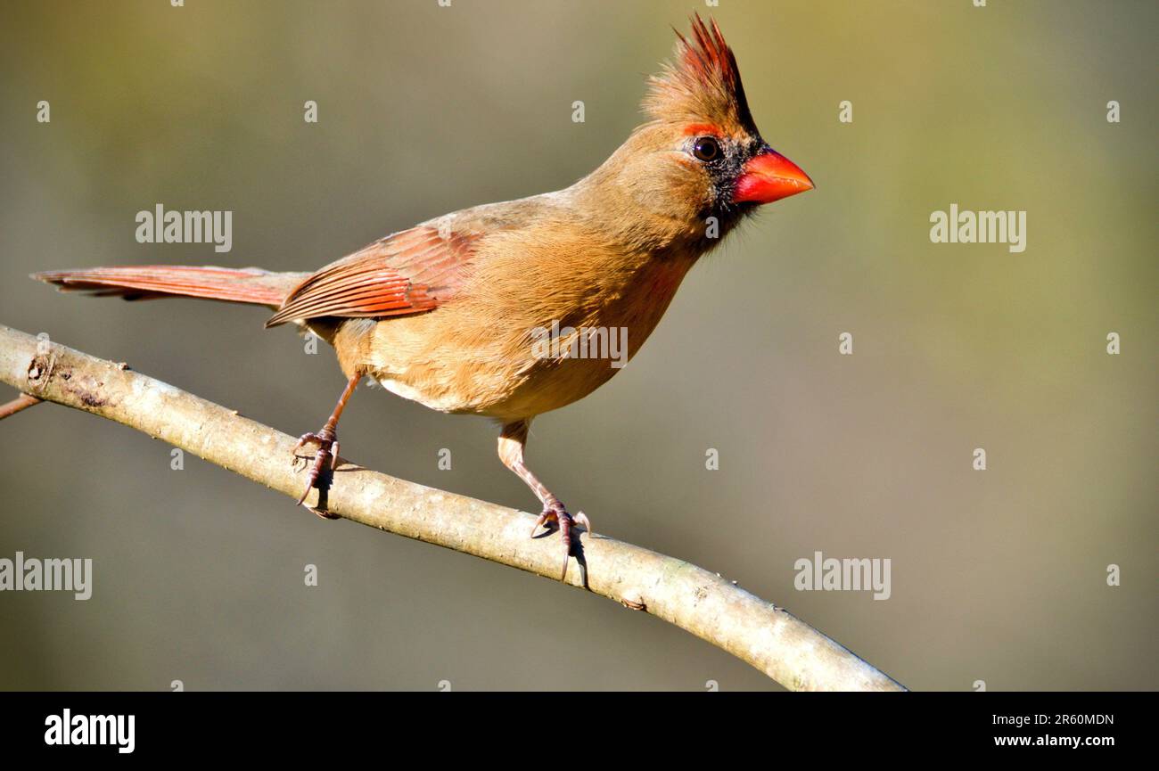 A beautiful cardinal female bird on a thin twig with a vibrant beak ...