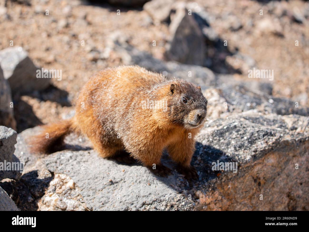Golden marmot or yellow-bellied marmot on rock along Trail Ridge Road ...