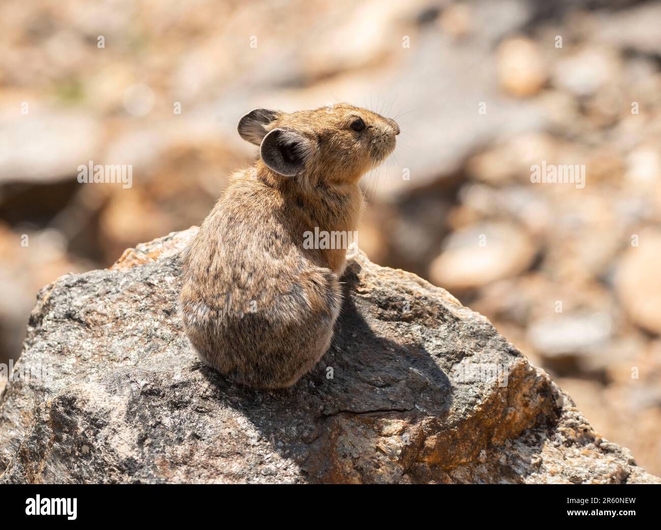 Pika on rock at Trail Ridge in Rocky Mountain National Park is a small ...