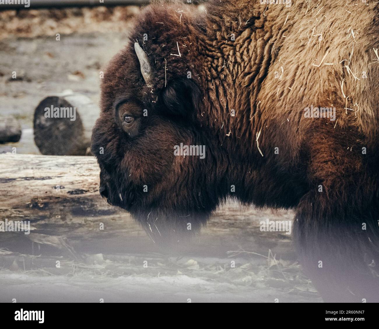 Two American Bison standing next to one another in a natural outdoor ...