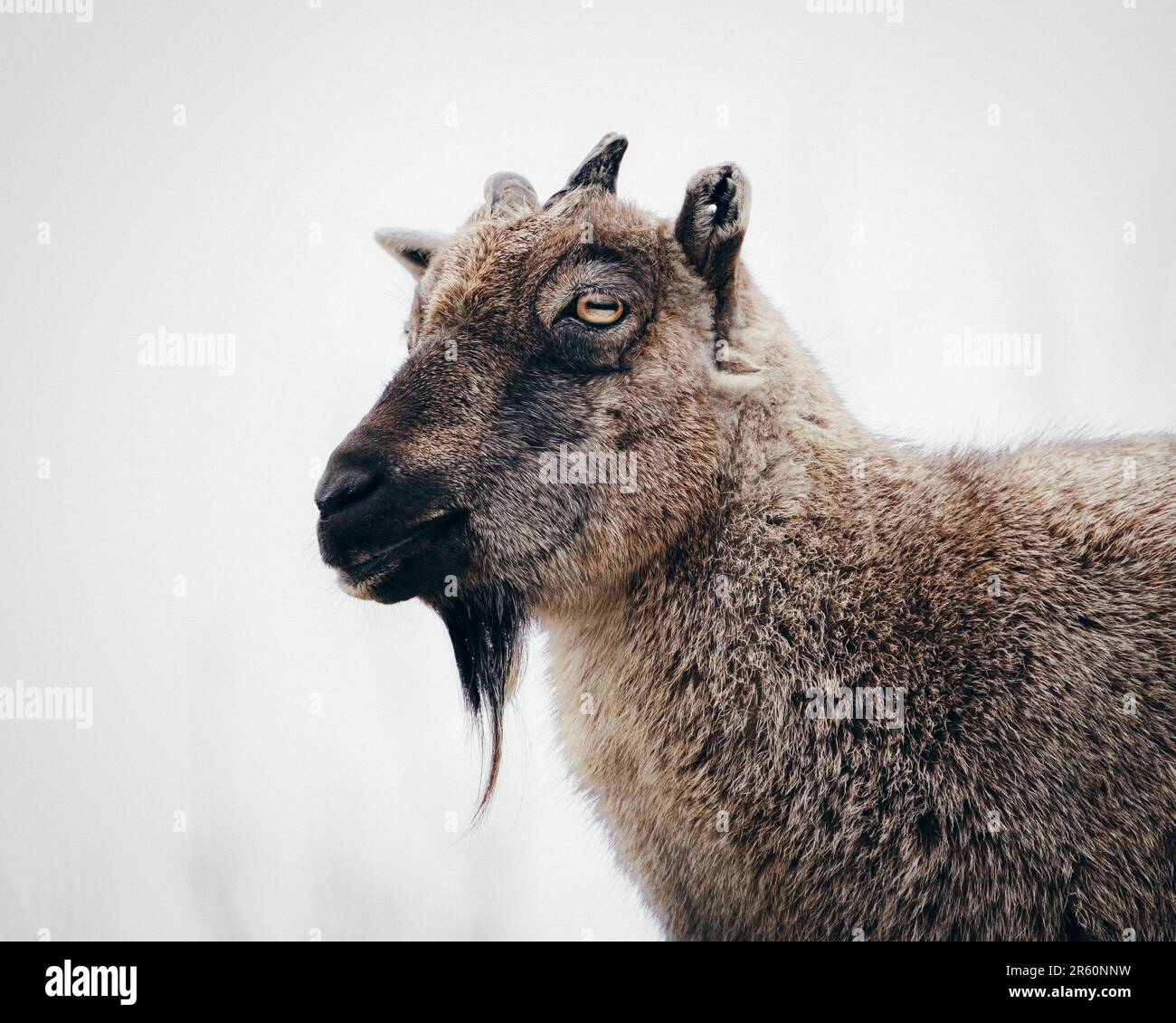 An adult ram with long and curved horns and dark brown wool coat stands ...