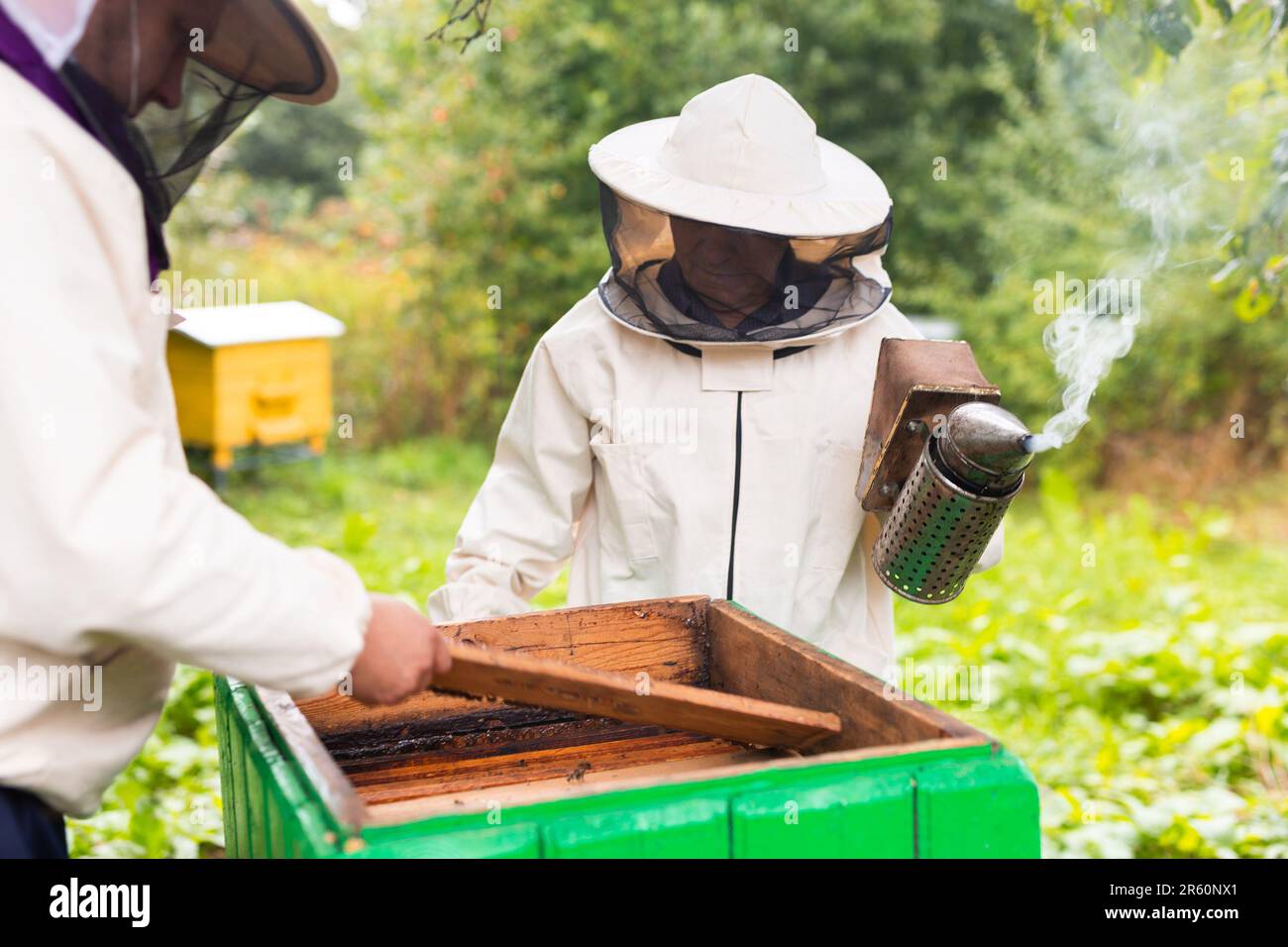Experienced beekeeper teaches his son caring for bees. Concept of ...