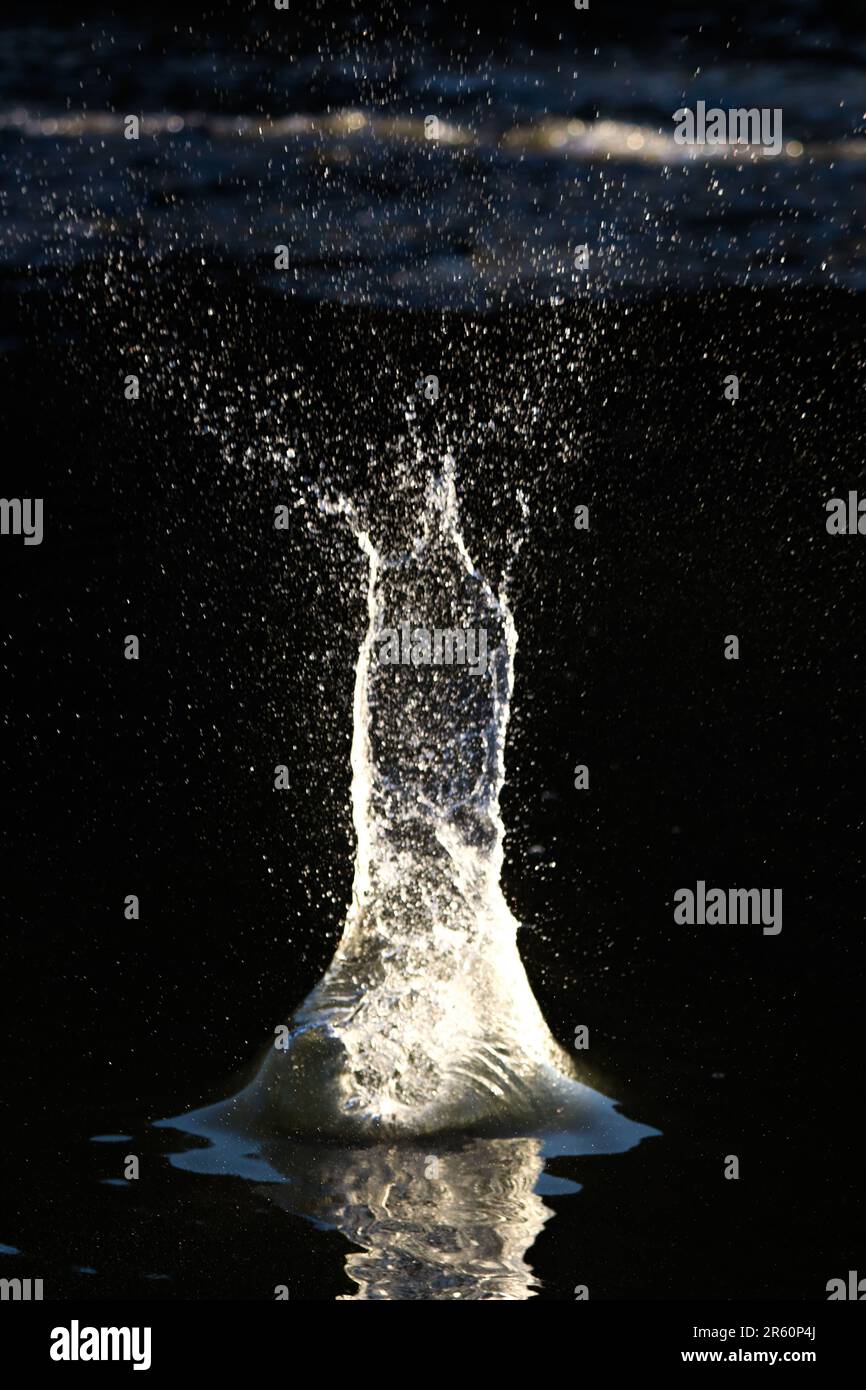 A powerful wave of the dark night ocean creating a dramatic splash of ...