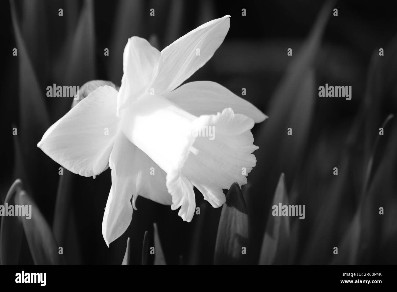 A solitary white flower stands out in a lush field of green grass ...